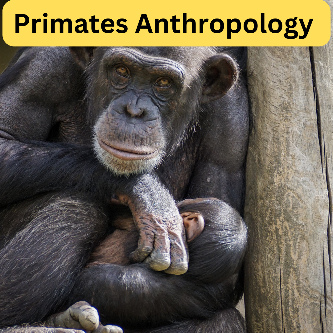 Primates Anthropology Optional UPSC