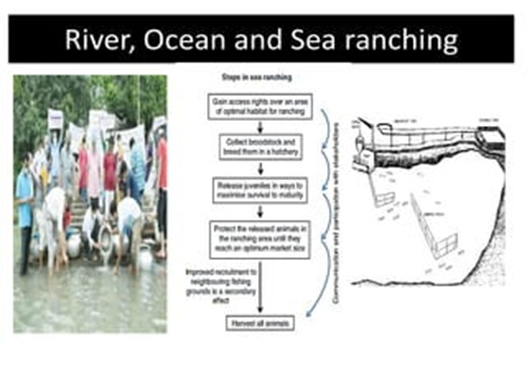 Sea Ranching Initiative: Sustainable Fisheries and Marine Conservation