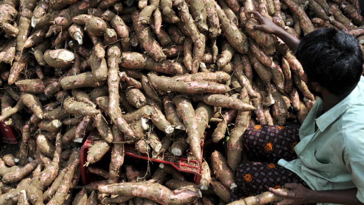 Cassava Food Cassava Puffs With Cinnamon Sugar And Caramel (Gluten